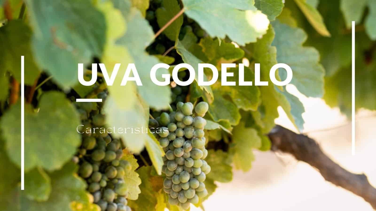Variedad de uva Godello | Lagareta Gourmet